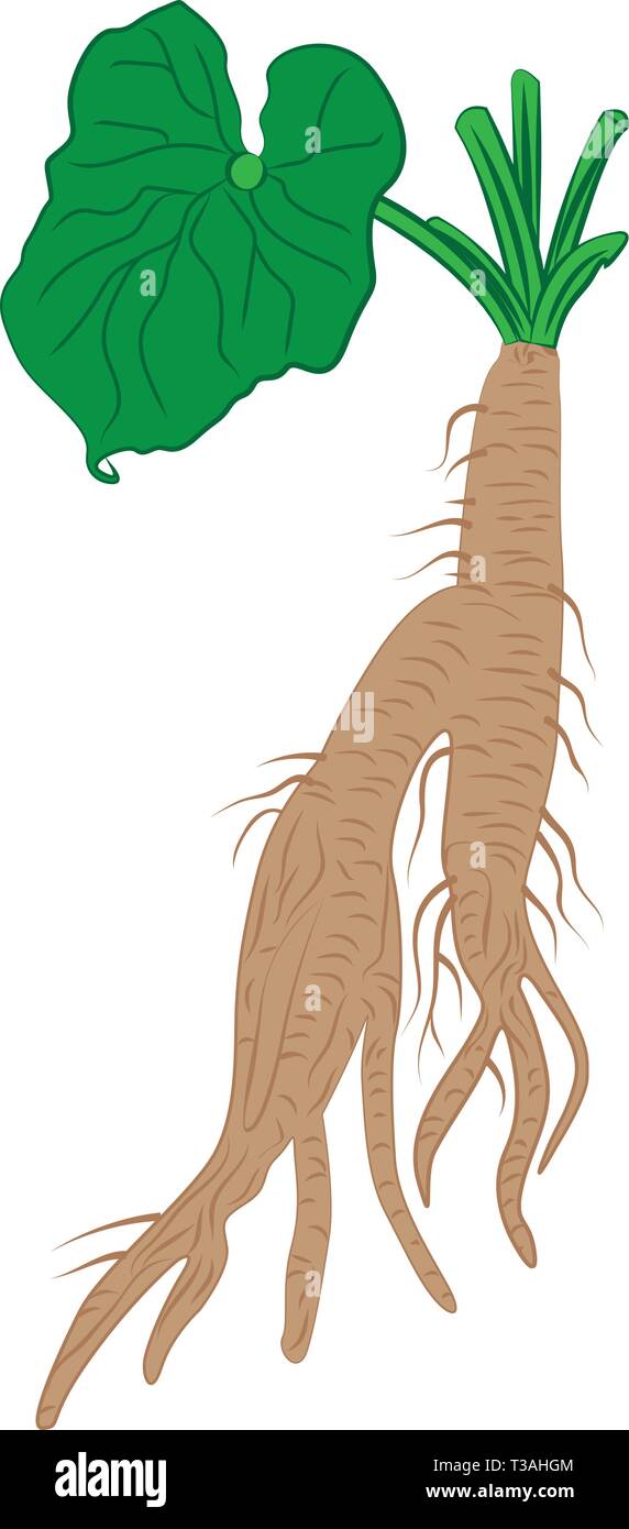 Burdock roots with leaves vector illustration on a white background ...