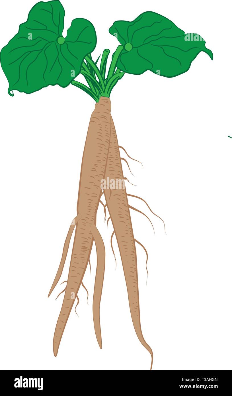 Burdock roots with leaves vector illustration on a white background ...