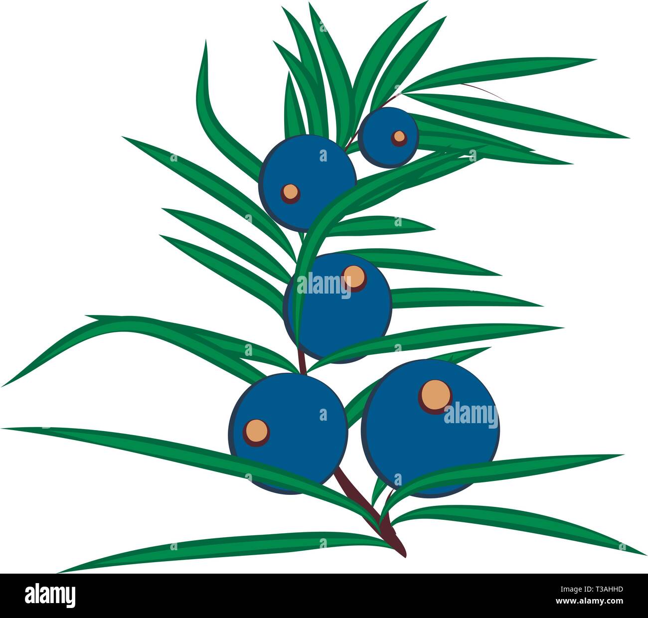 Juniper berries brunch vector illustration isolated on a white ...