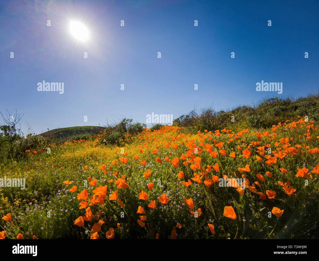 Lots of wild flower blossom at Diamond Valley Lake, California Stock ...