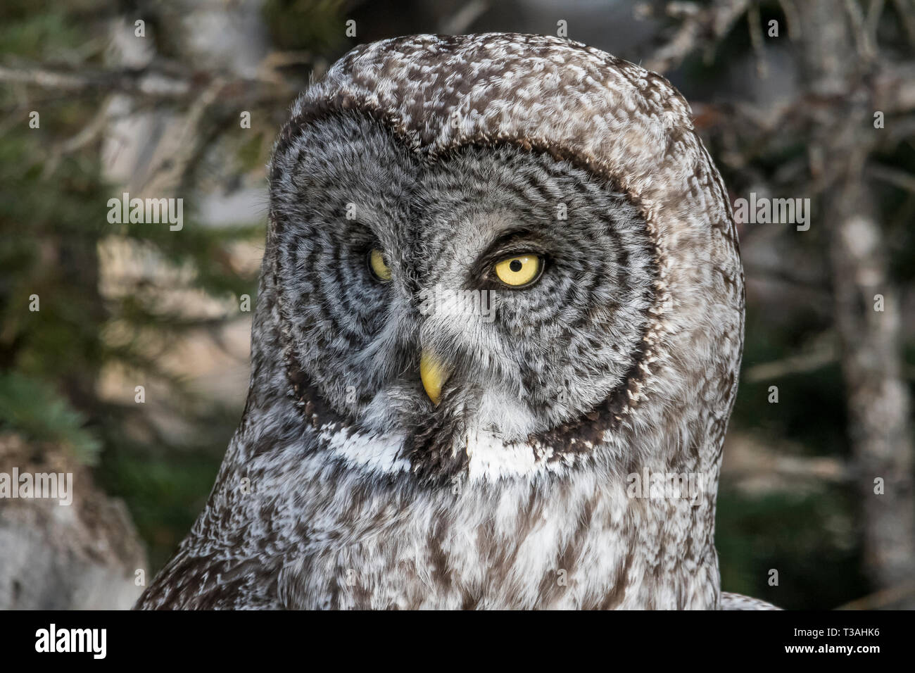 The Great Grey owl is the largest owl in North America, although it is ...