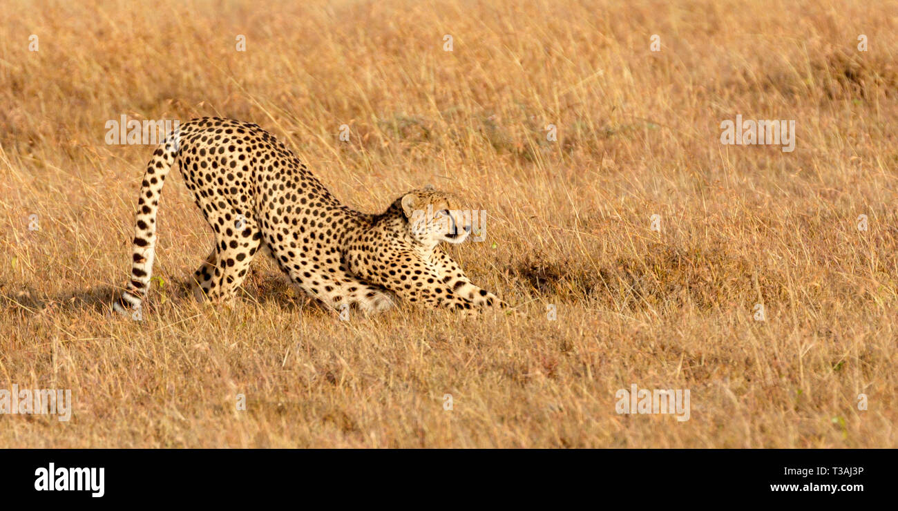 An adult female cheetah in open grassland, stretching out before ...