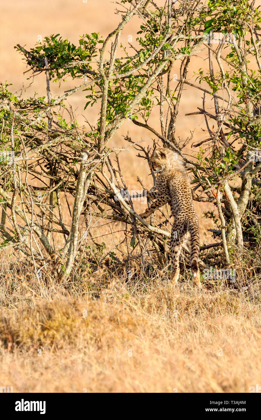 A cheetah cub playing and standing on it's hind legs on undergrowth ...