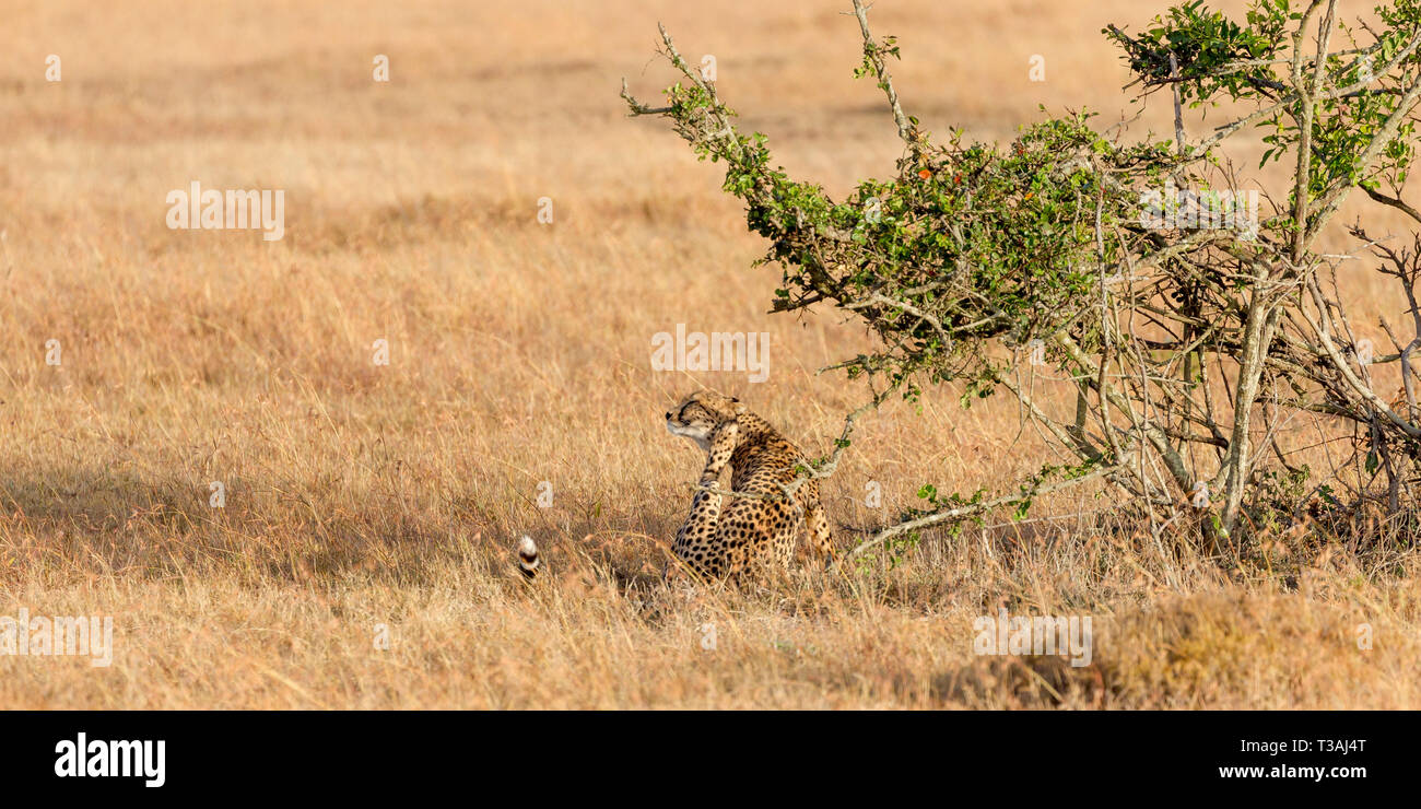 Adult female cheetah on the edge of open grassland, sitting in the ...