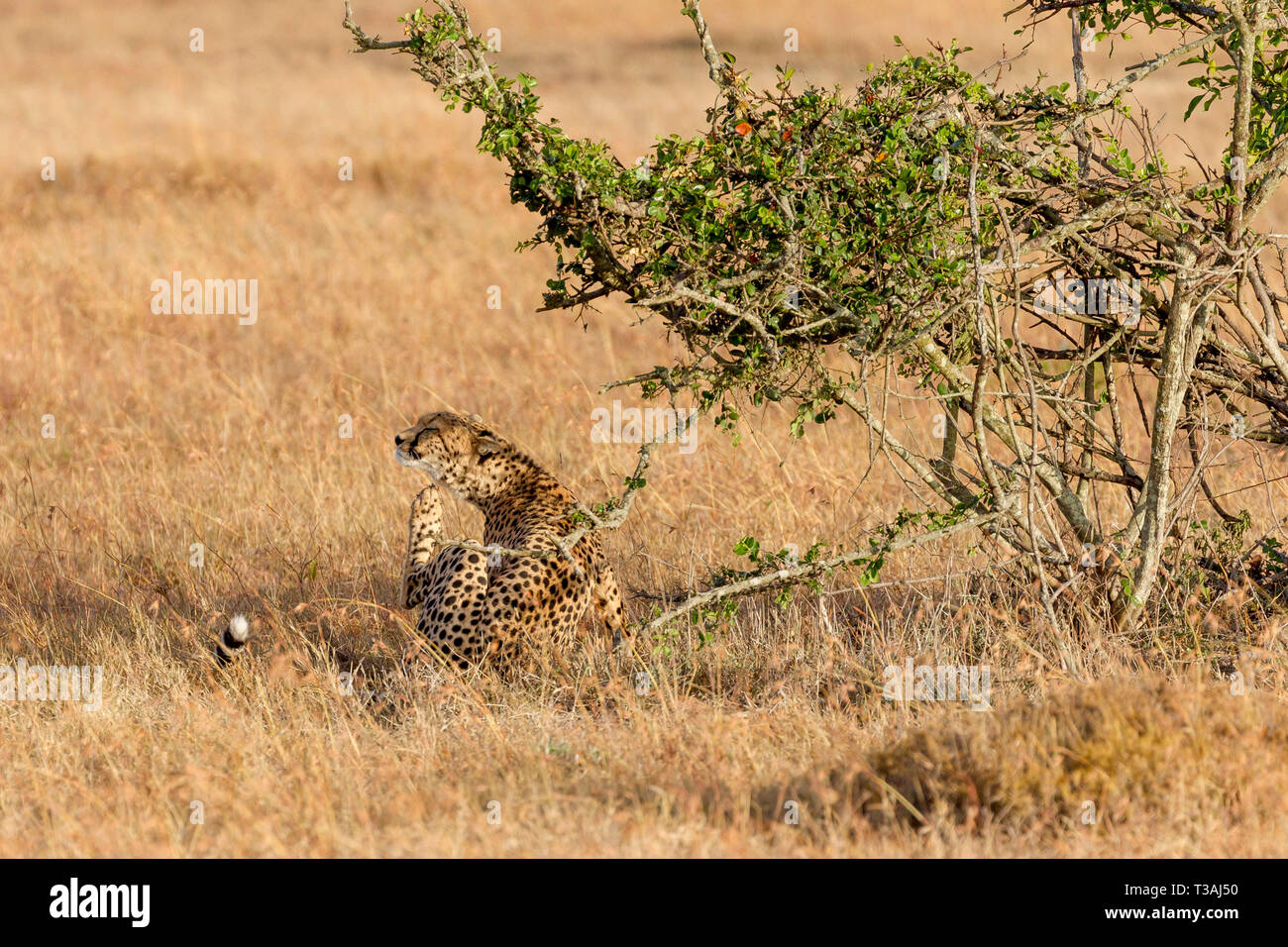 Adult female cheetah on the edge of open grassland, sitting in the ...