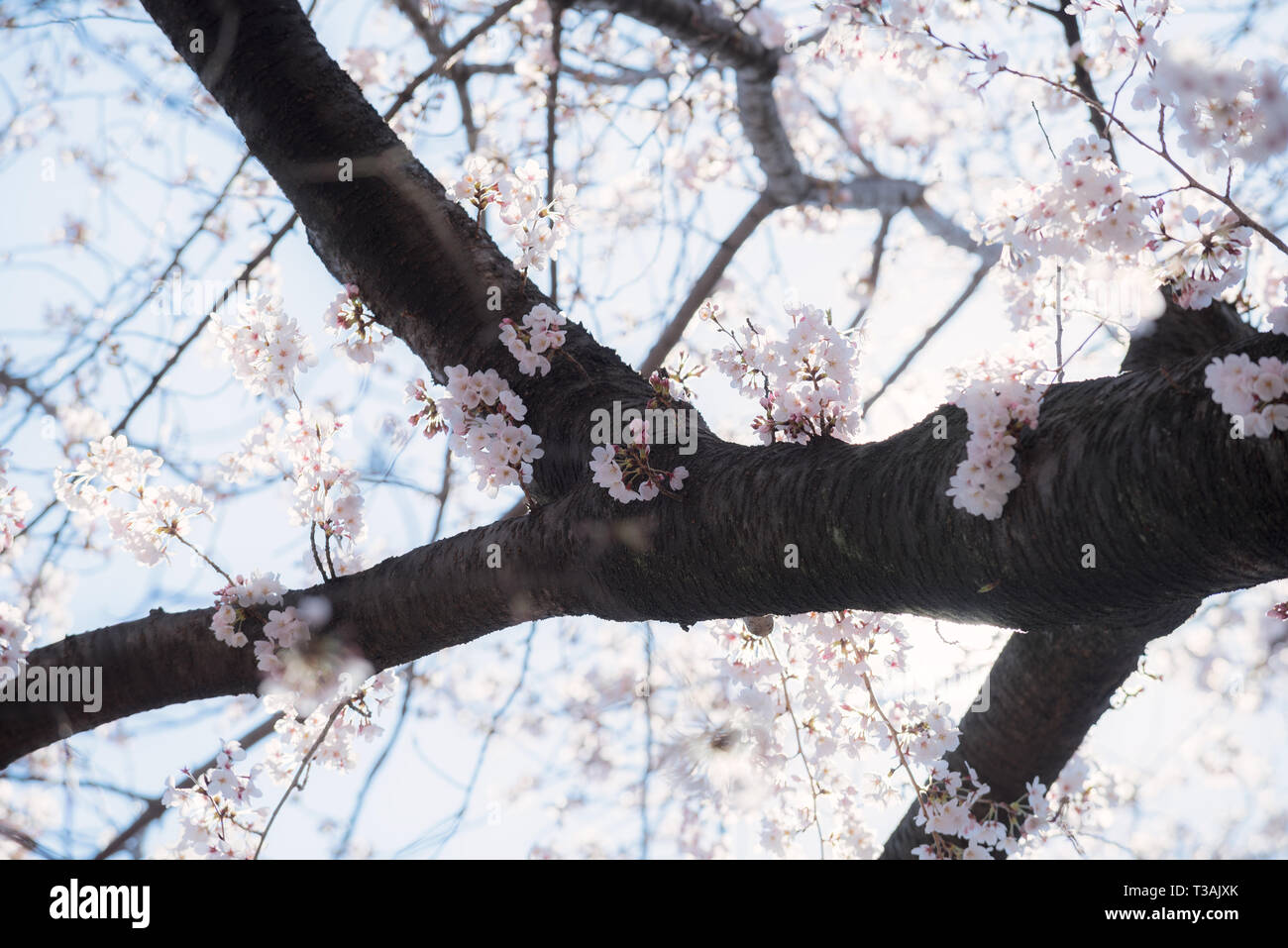 Beautiful Japanese Sakura Cherry blossom trees during spring in Tokyo ...