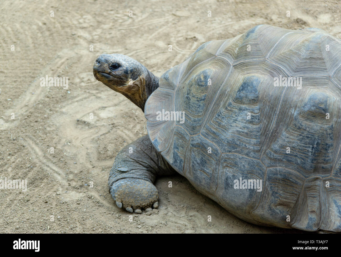 old giant turtle or tortoise at a beach Stock Photo - Alamy