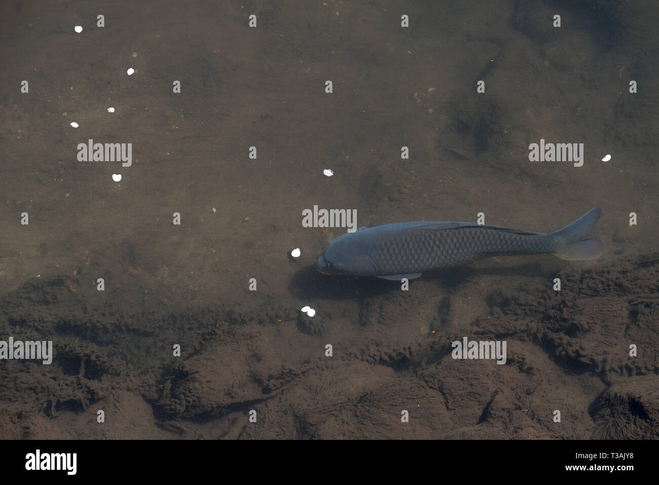 River kanda hi-res stock photography and images - Alamy