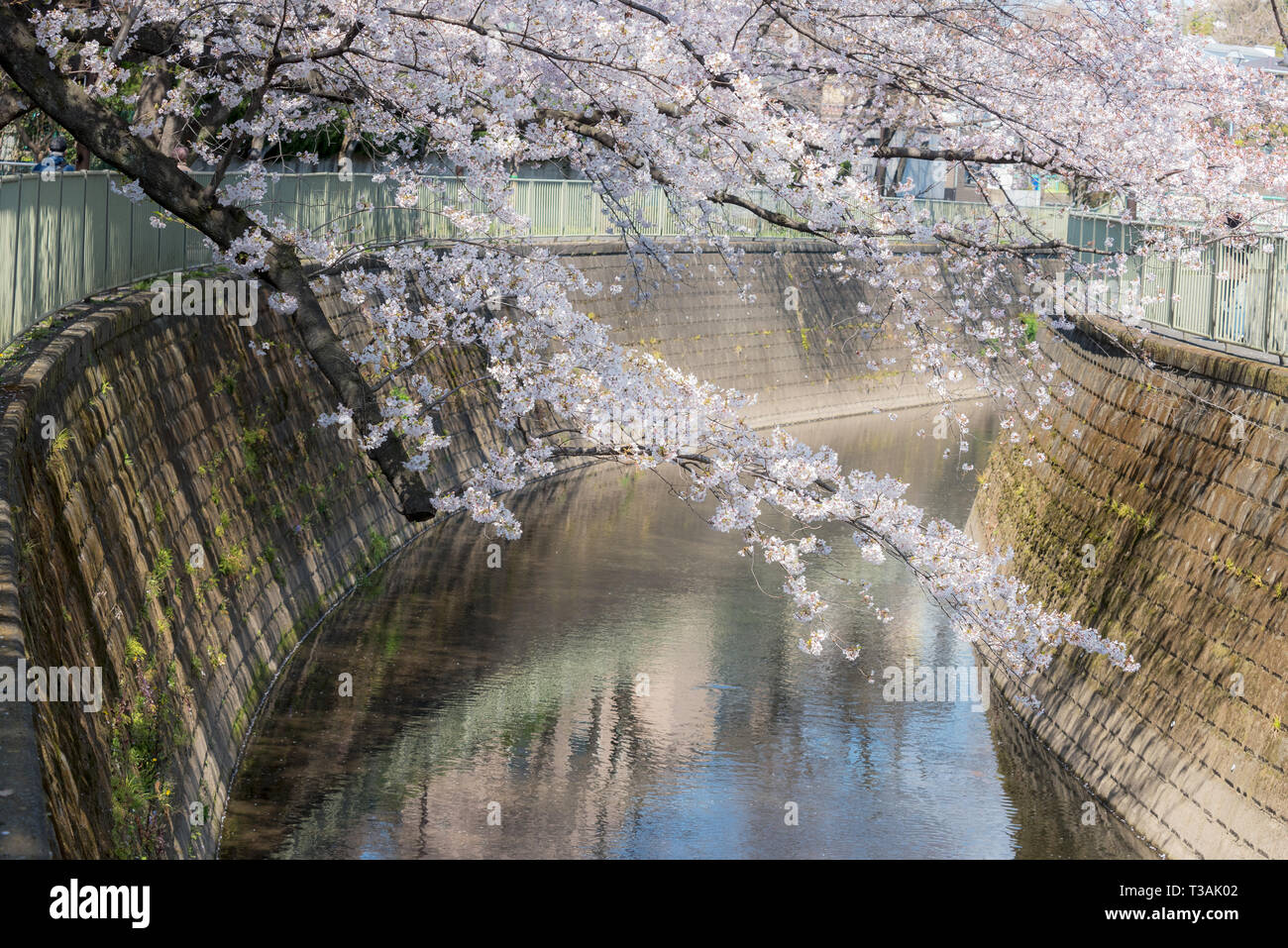 Beautiful Japanese Sakura Cherry blossom trees during spring in Tokyo ...
