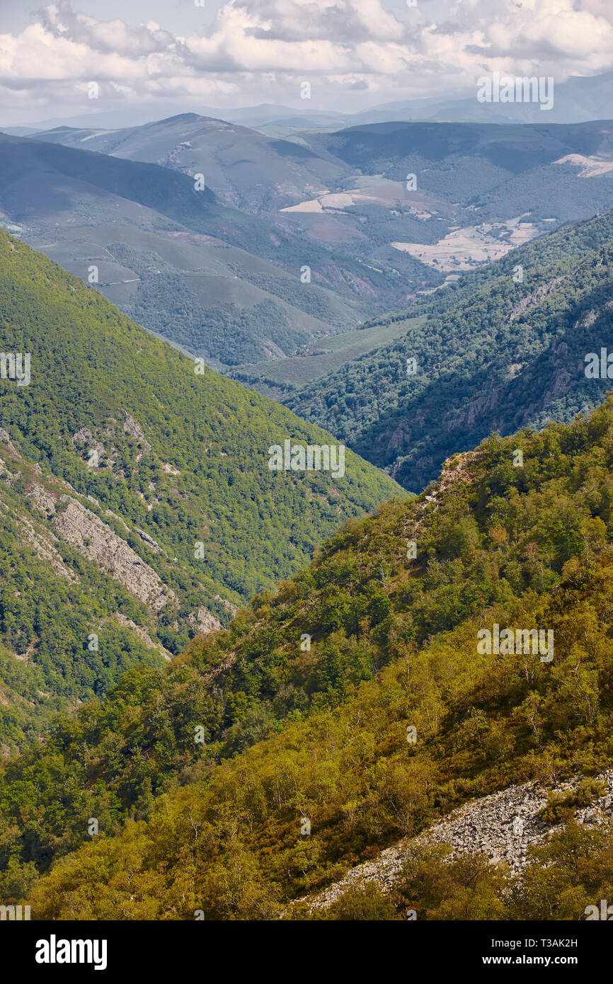 Oak tree forest landscape in Asturias. Muniellos natural park. Spain ...