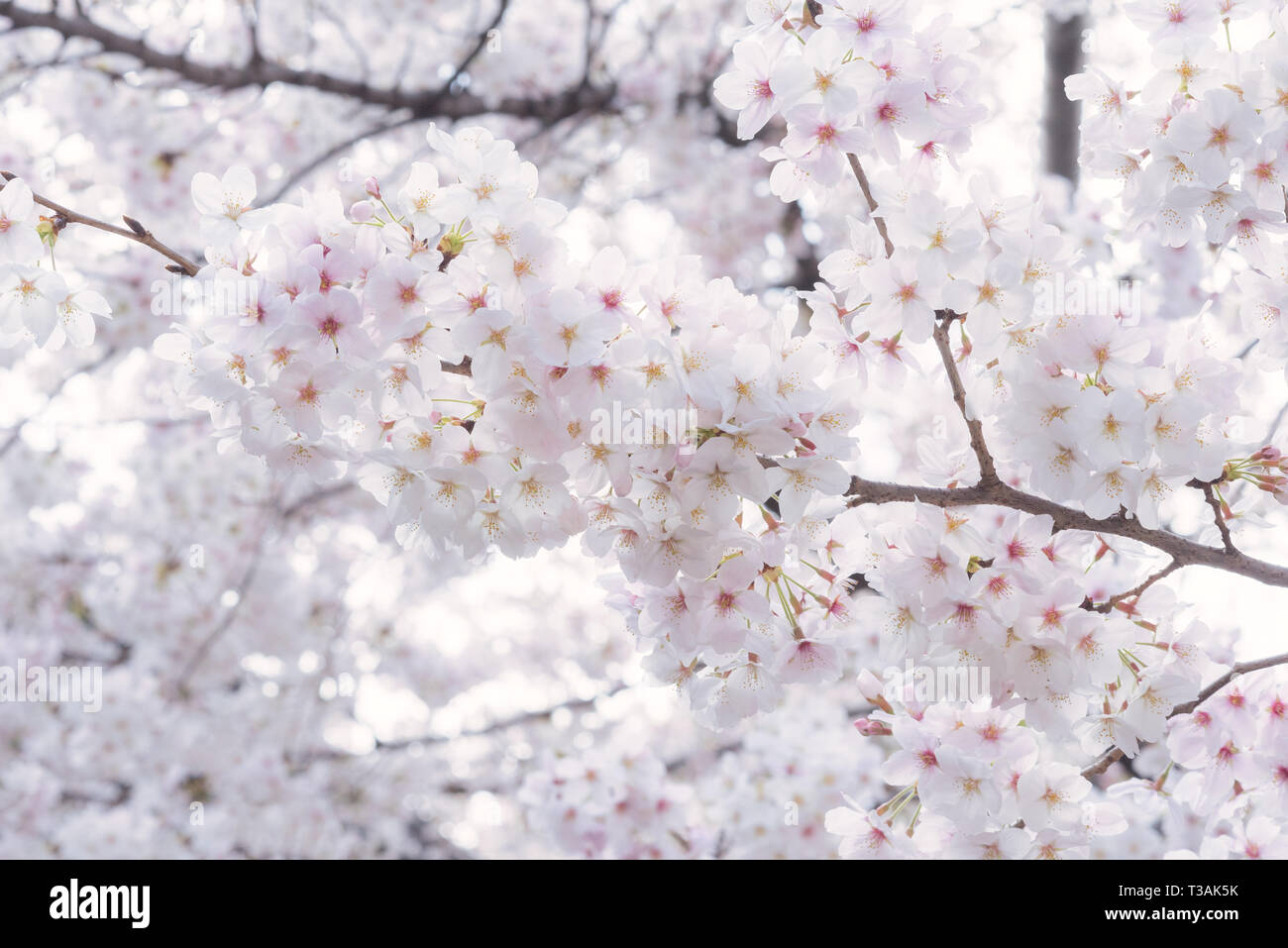 Beautiful Japanese Sakura Cherry blossom trees during spring in Tokyo ...
