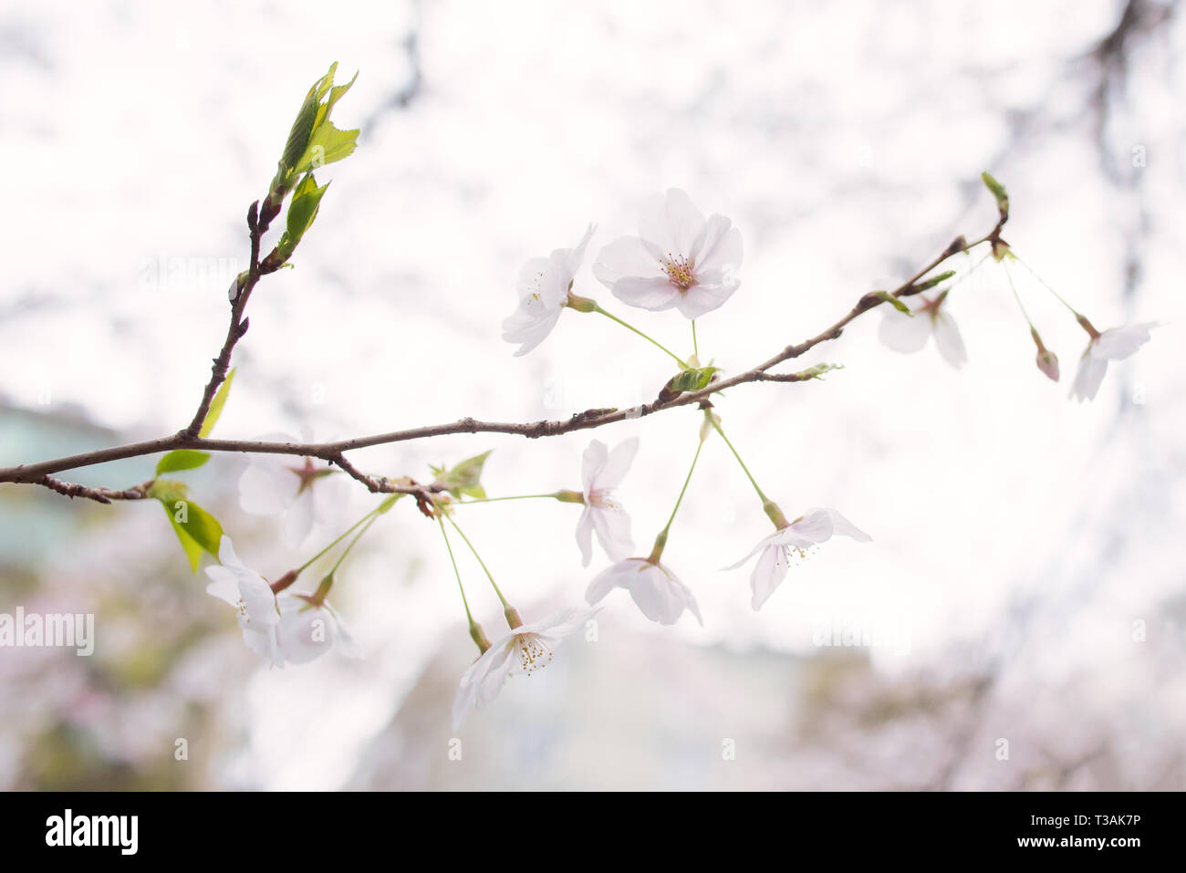 Beautiful Japanese Sakura Cherry blossom trees during spring in Tokyo ...