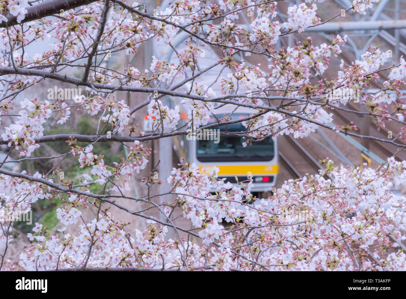 JR train and the Cherry Blossom trees and flowers Sakura in Tokyo Stock ...