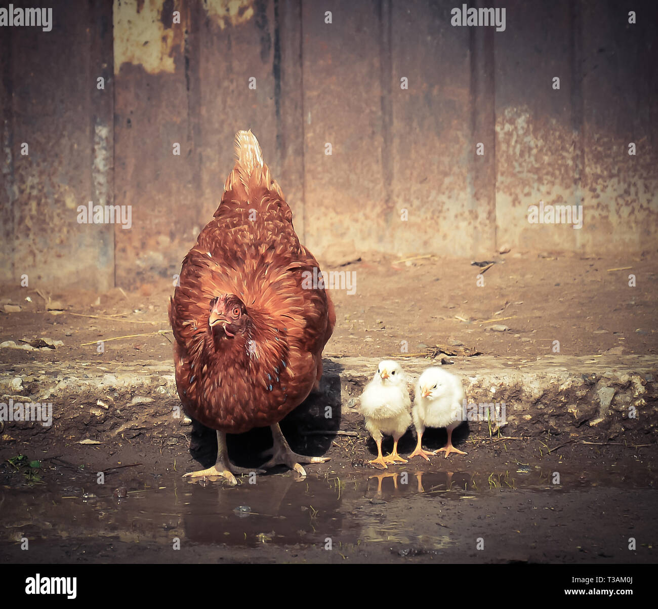 A hen with little chickens drinking water from puddles in the village ...
