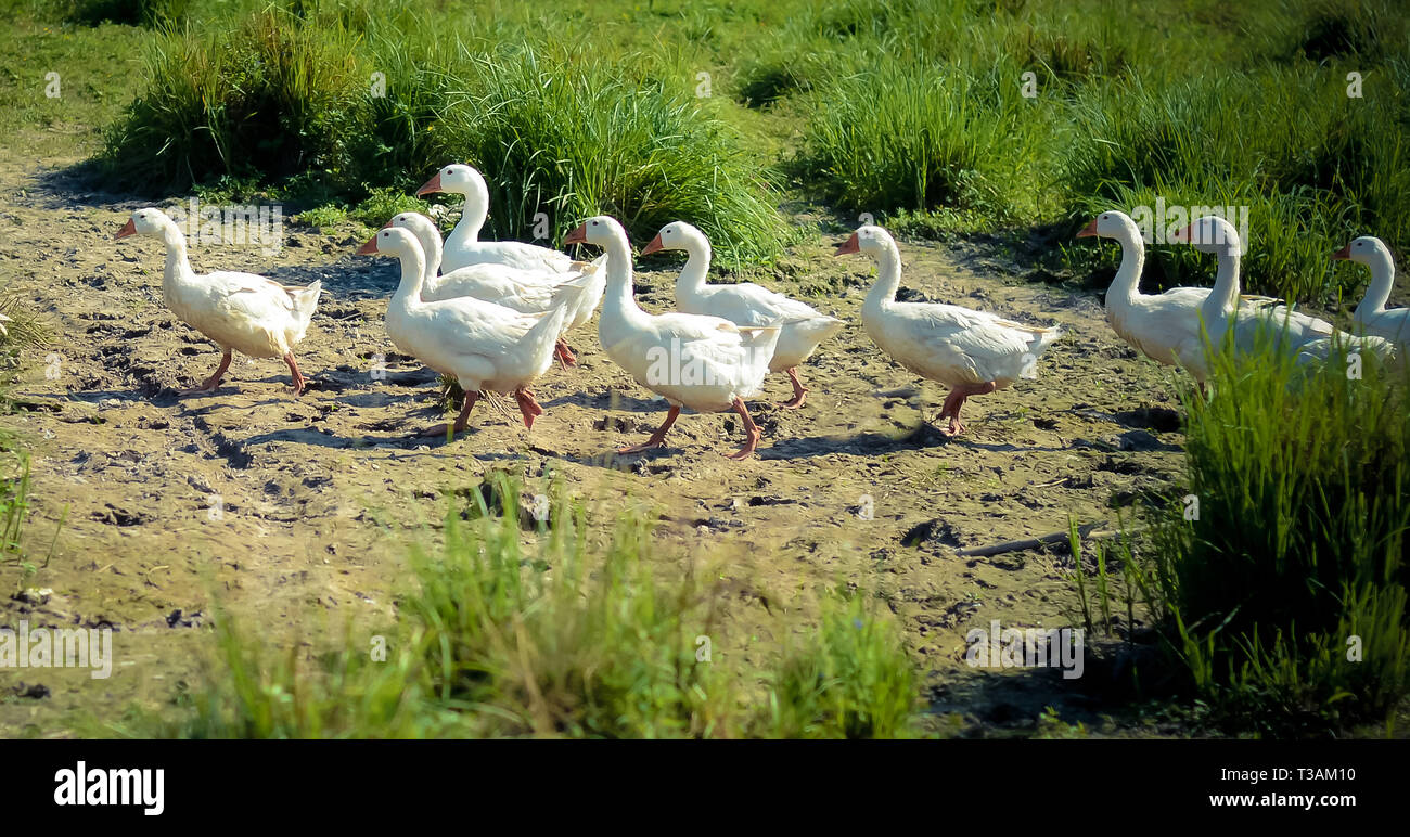 Flock of white geese swim hi-res stock photography and images - Alamy