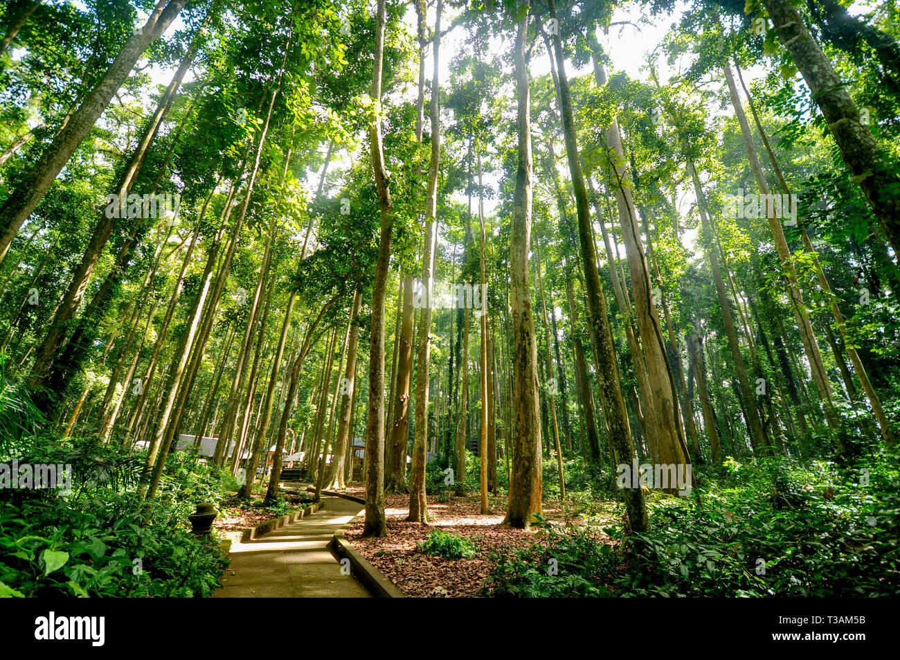 footpath inside tropical rain forest Stock Photo - Alamy