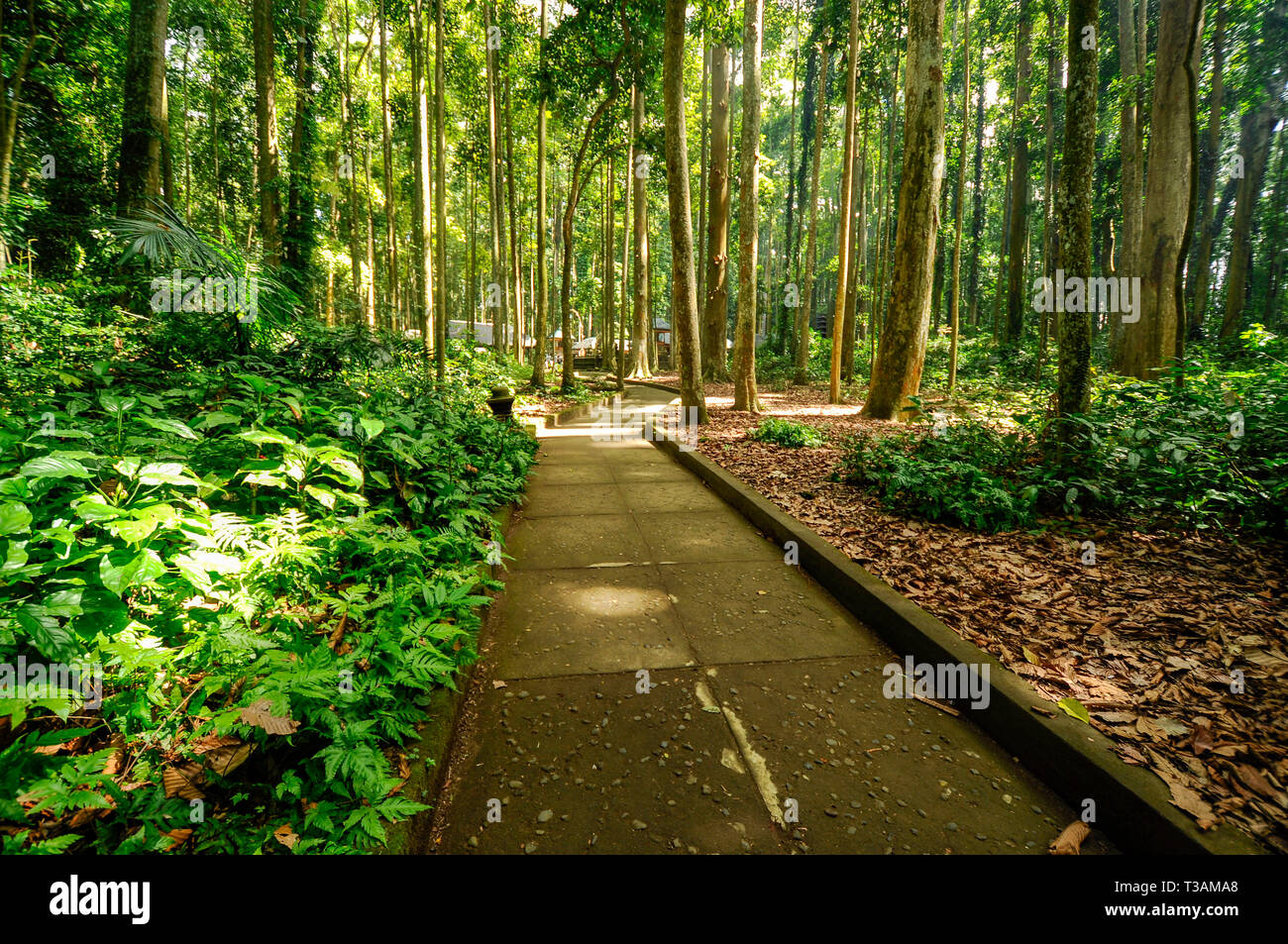 footpath inside tropical rain forest Stock Photo - Alamy