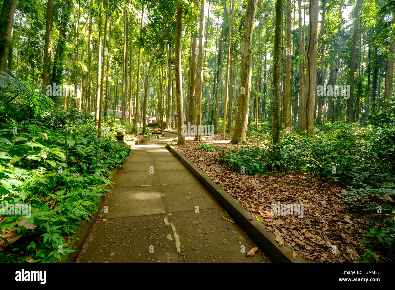 footpath inside tropical rain forest Stock Photo - Alamy