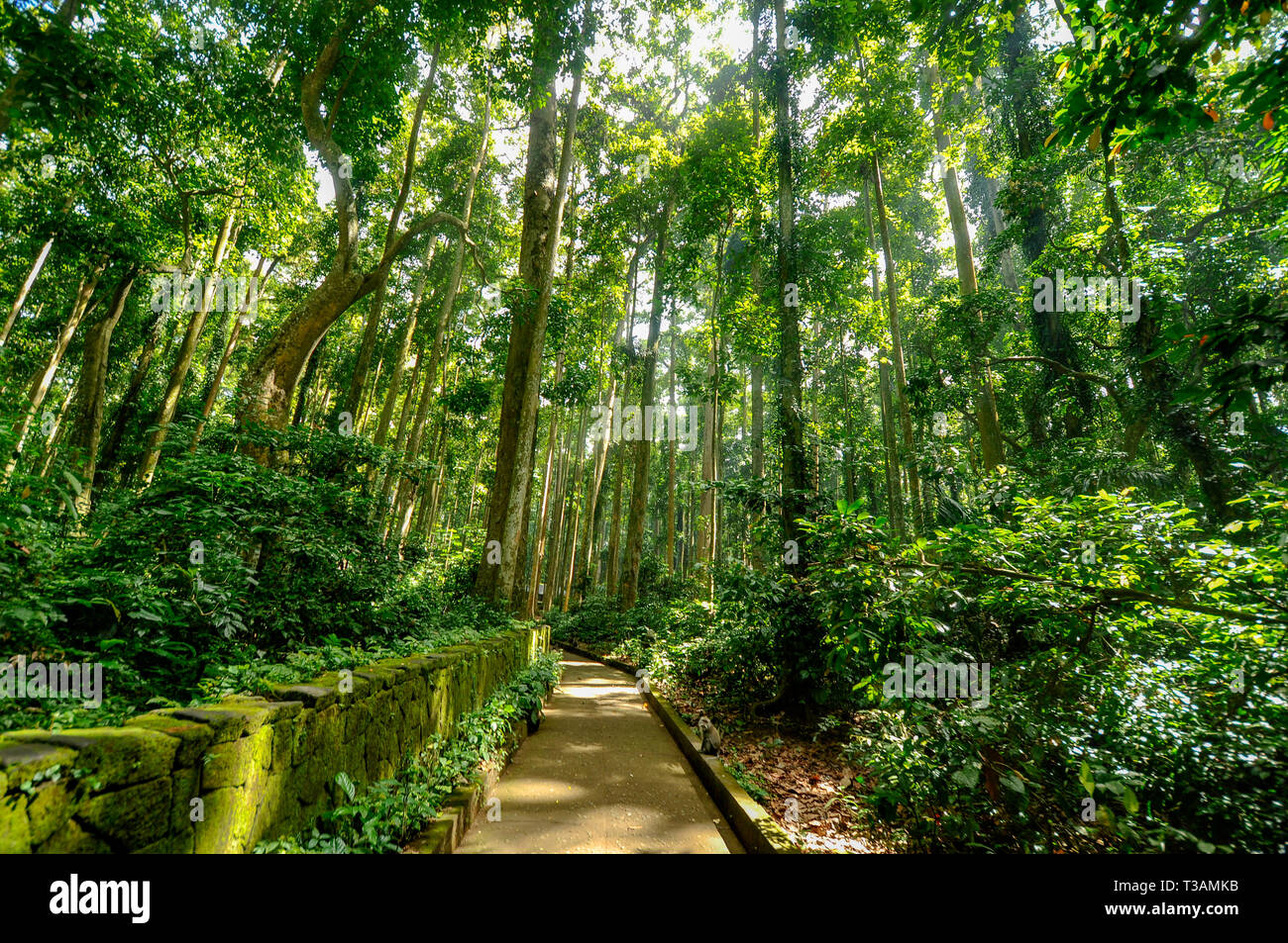 footpath inside tropical rain forest Stock Photo - Alamy