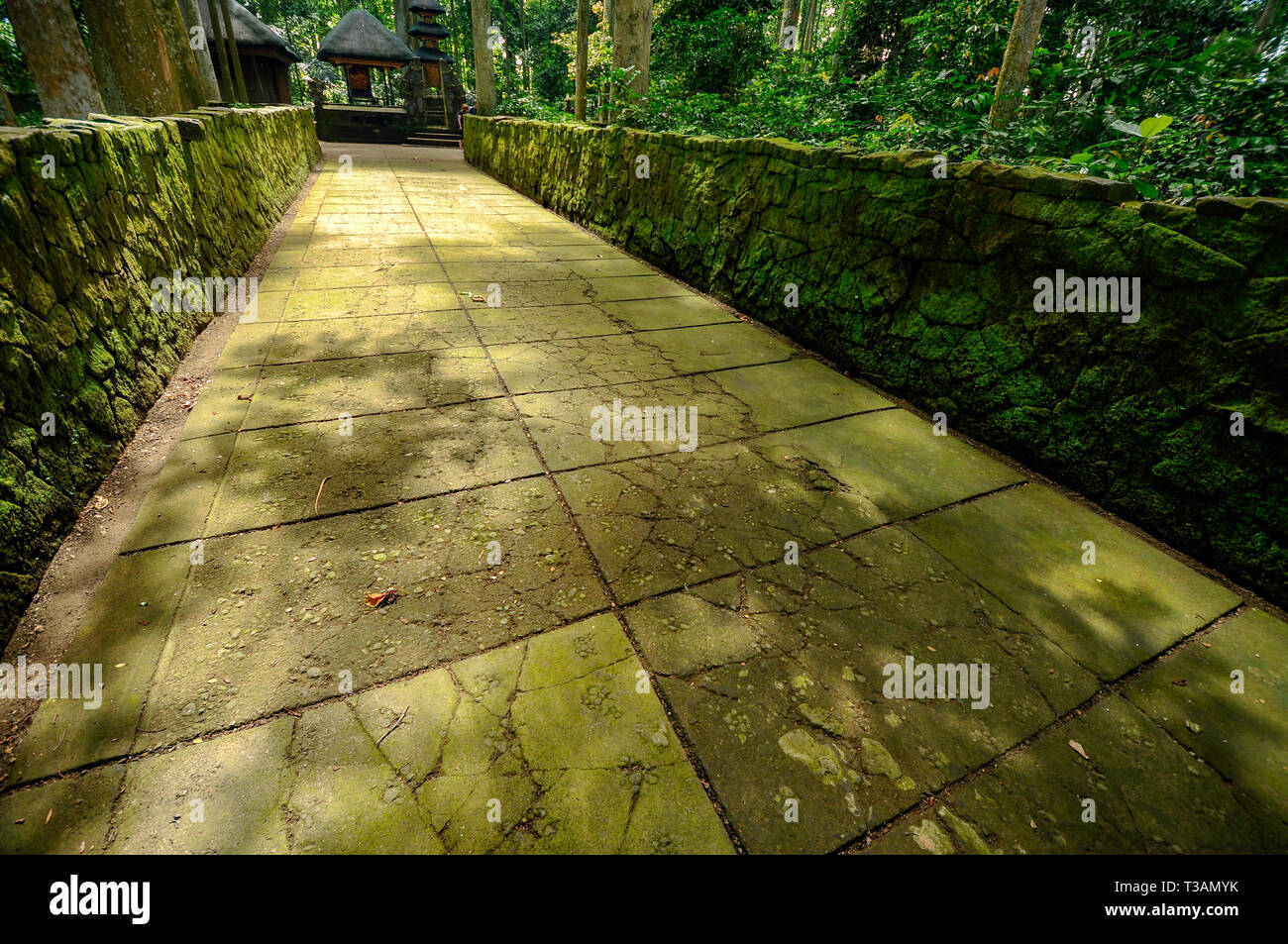 footpath inside tropical rain forest Stock Photo - Alamy