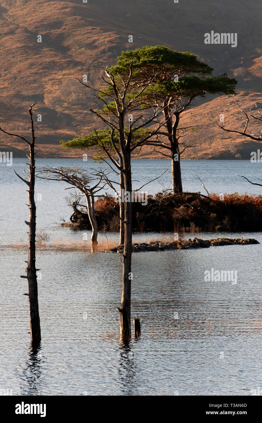 Sunken trees hi-res stock photography and images - Alamy