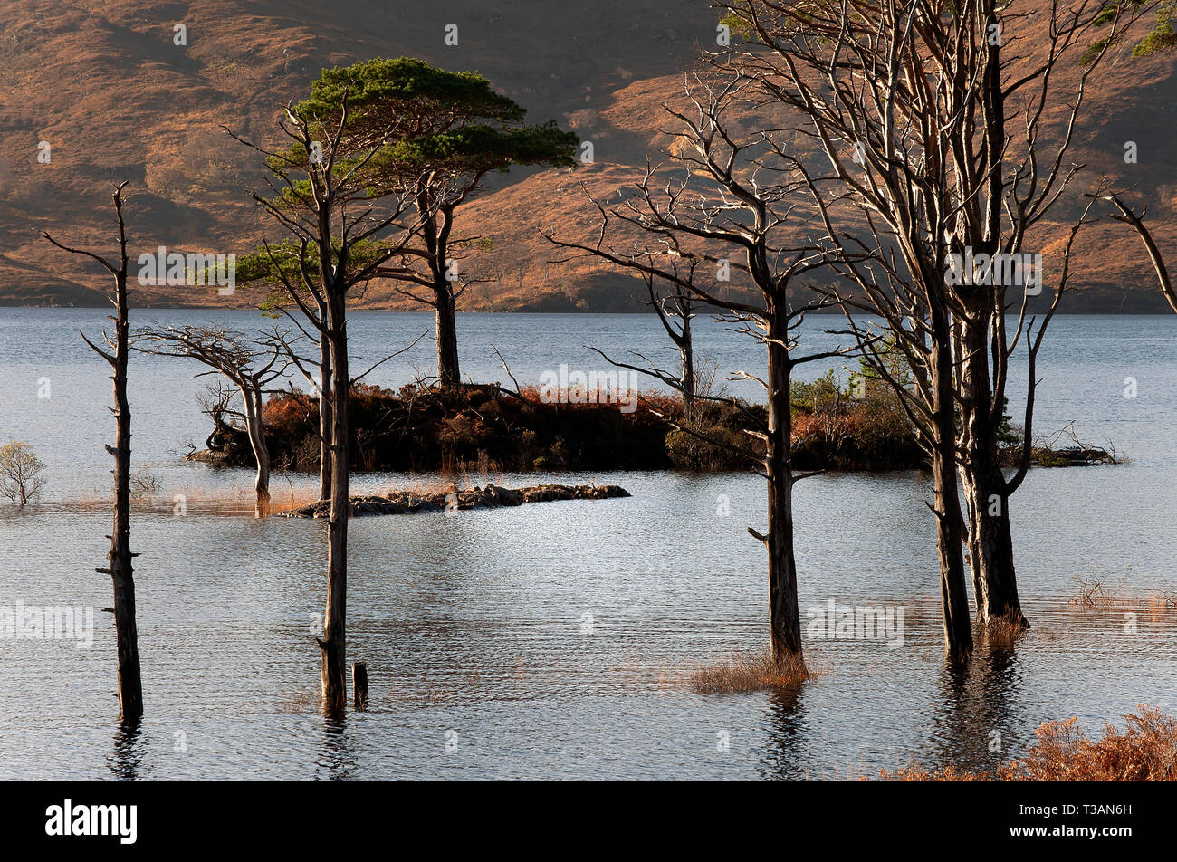 Sunken trees hi-res stock photography and images - Alamy