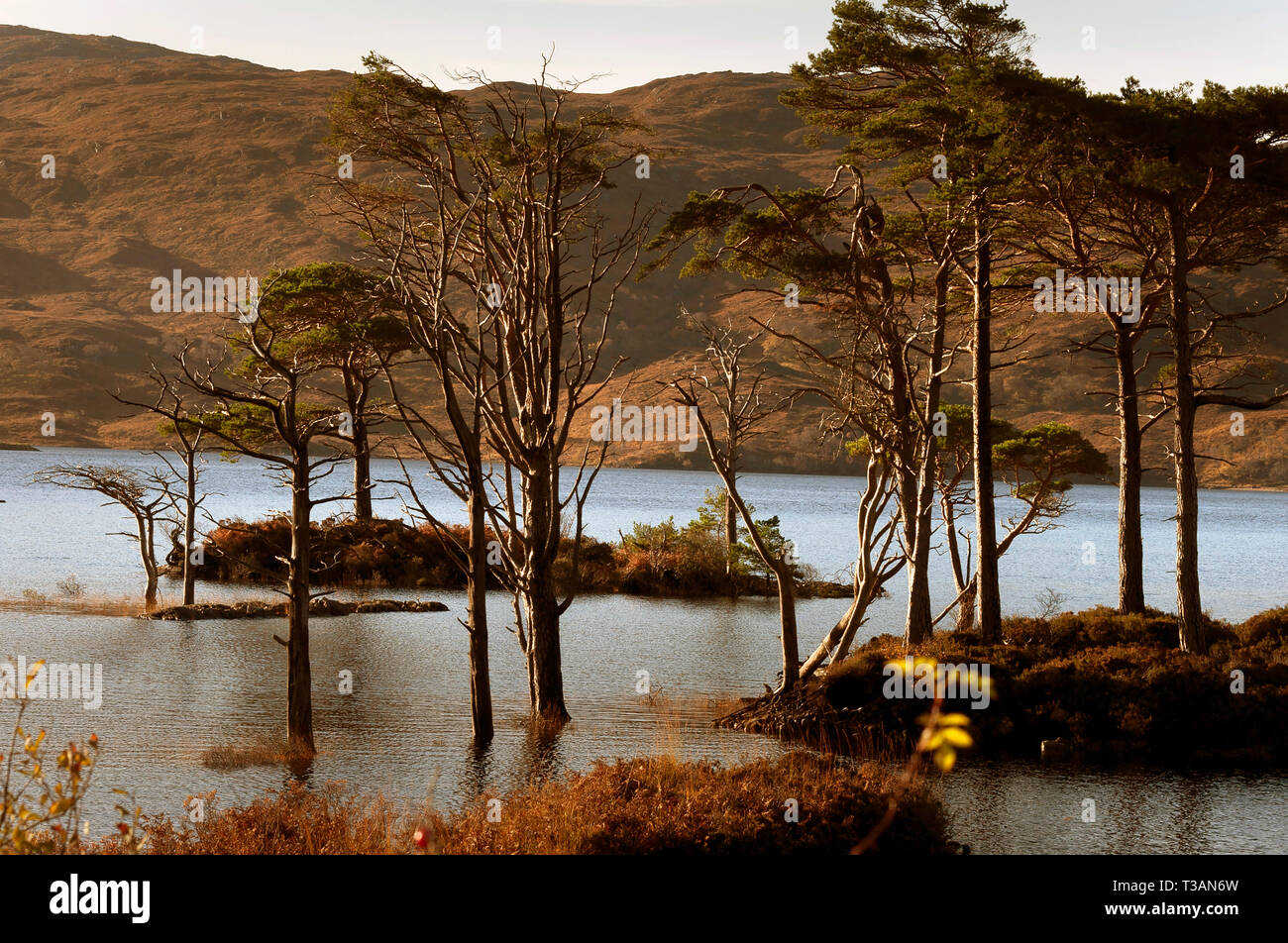 Sunken trees in Loch Assynt, Sutherand, Scottish Highlands Stock Photo ...