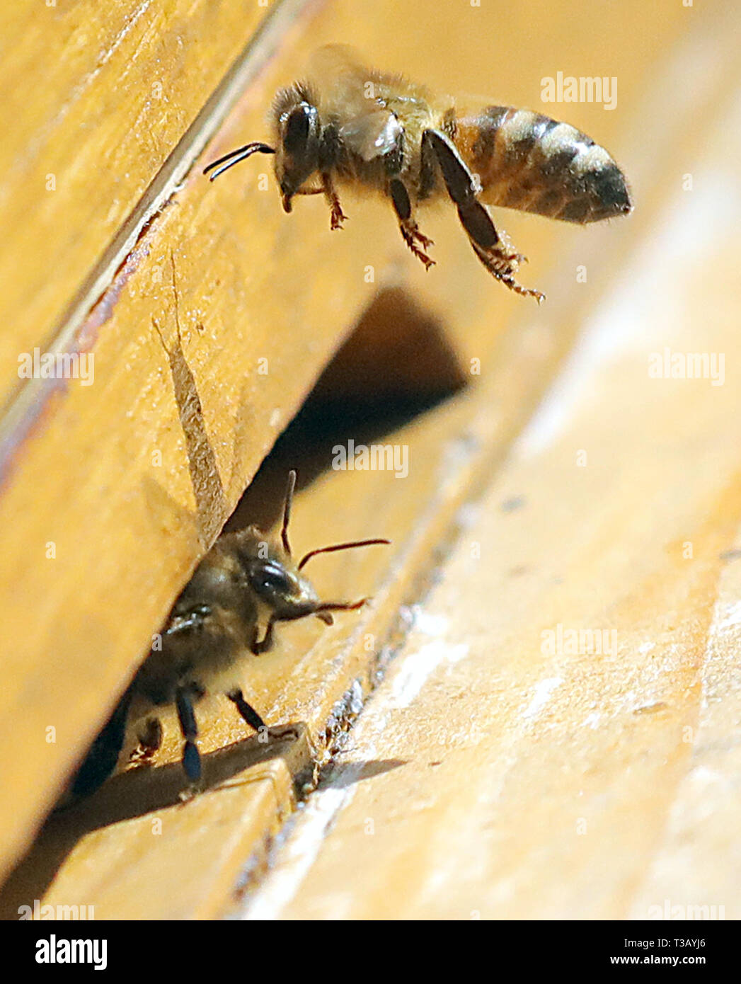 Parasites of bees hi-res stock photography and images - Alamy