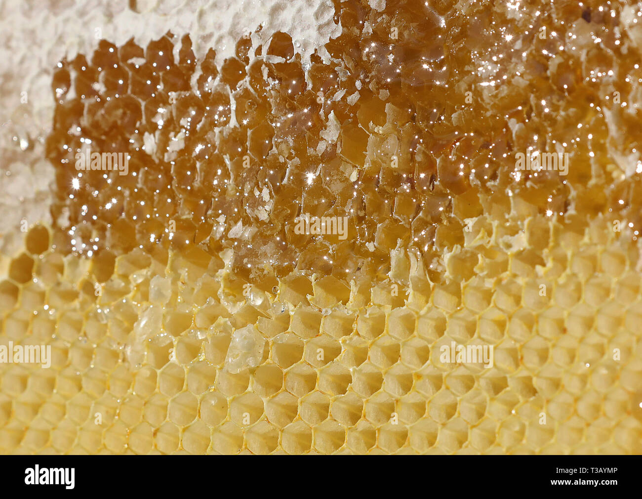 Berlin, Germany. 08th Apr, 2019. Under a thin wax layer the honey ...