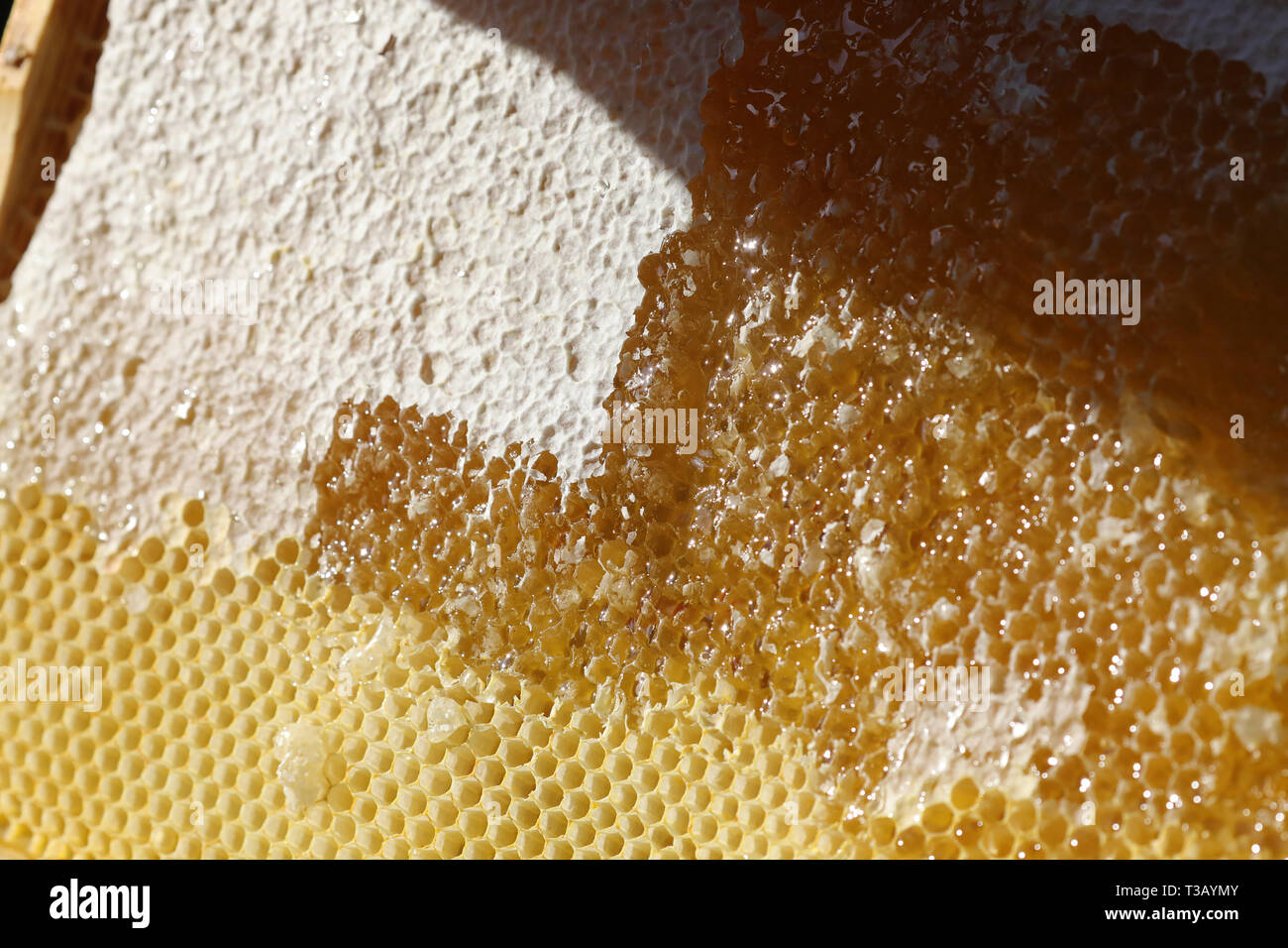 Berlin, Germany. 08th Apr, 2019. Under a thin wax layer (l) the honey ...