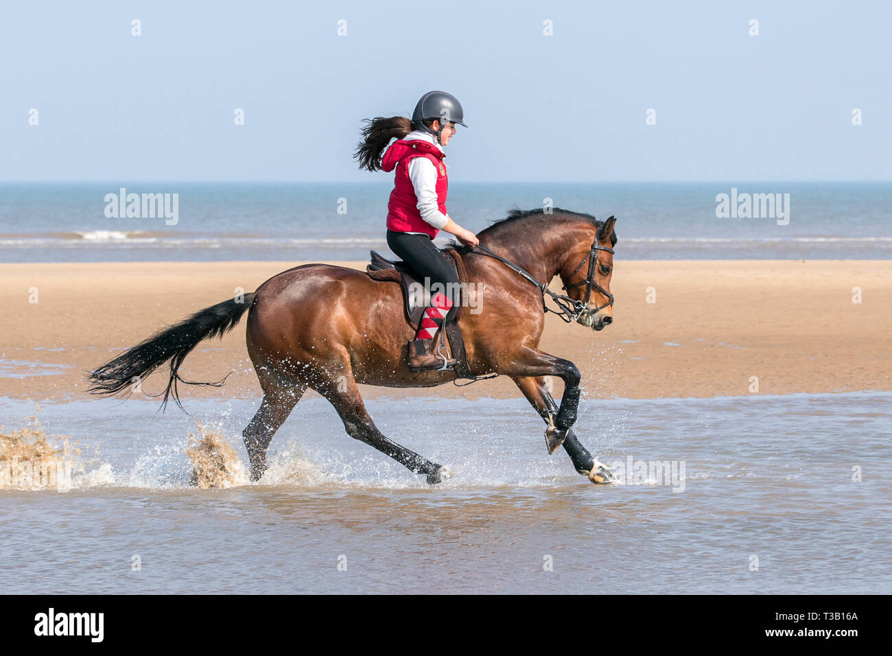 Bay horse galloping bay horse trotting hi-res stock photography and ...