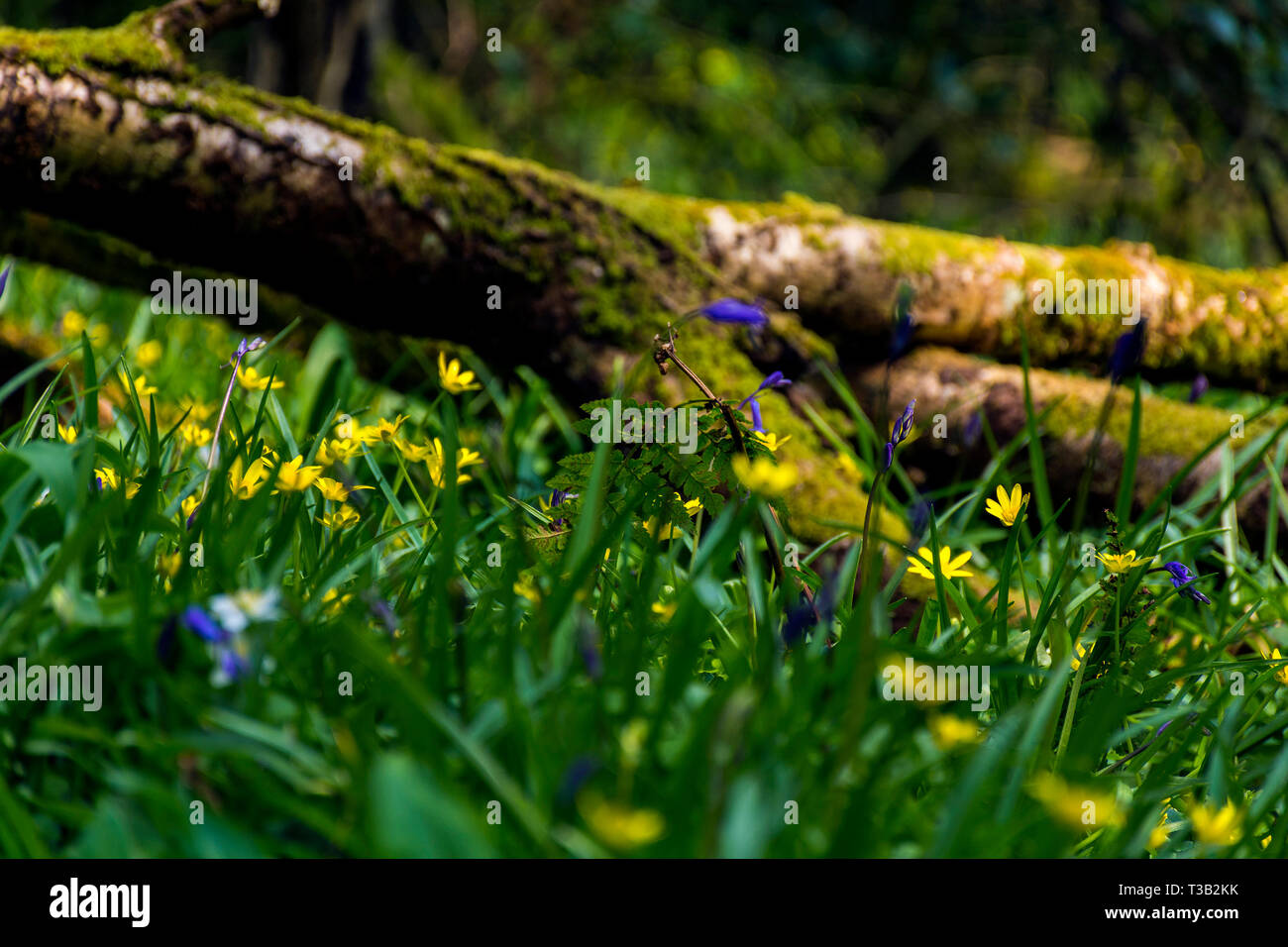 Spring flowers donegal hi-res stock photography and images - Alamy