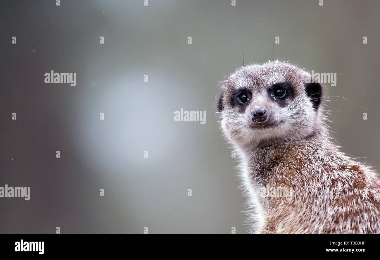 Munich, Germany. 8th Apr 2019. A meerkat stands in his enclosure in the ...