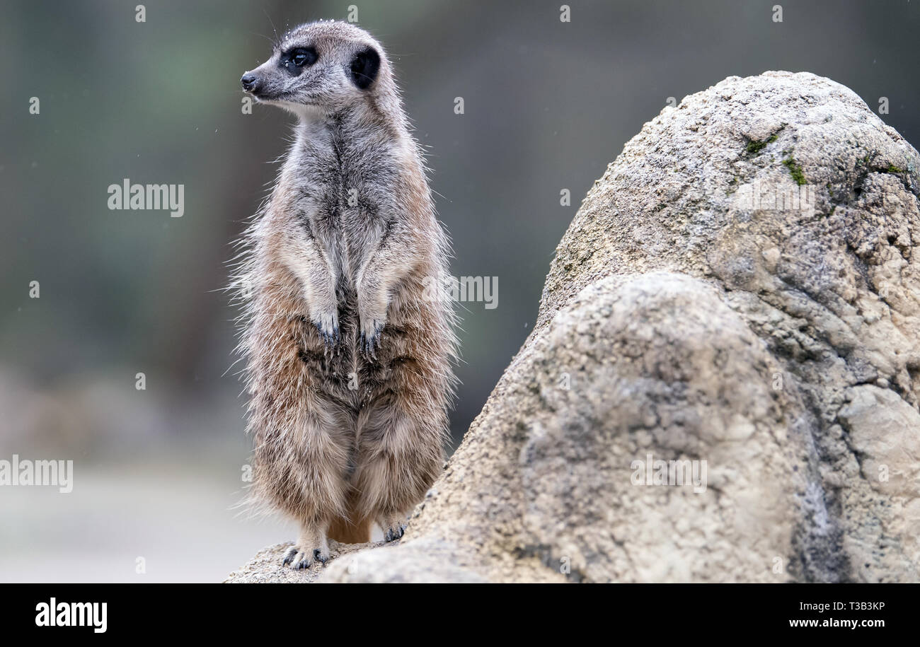 Munich, Germany. 8th Apr 2019. A meerkat stands in his enclosure in the ...
