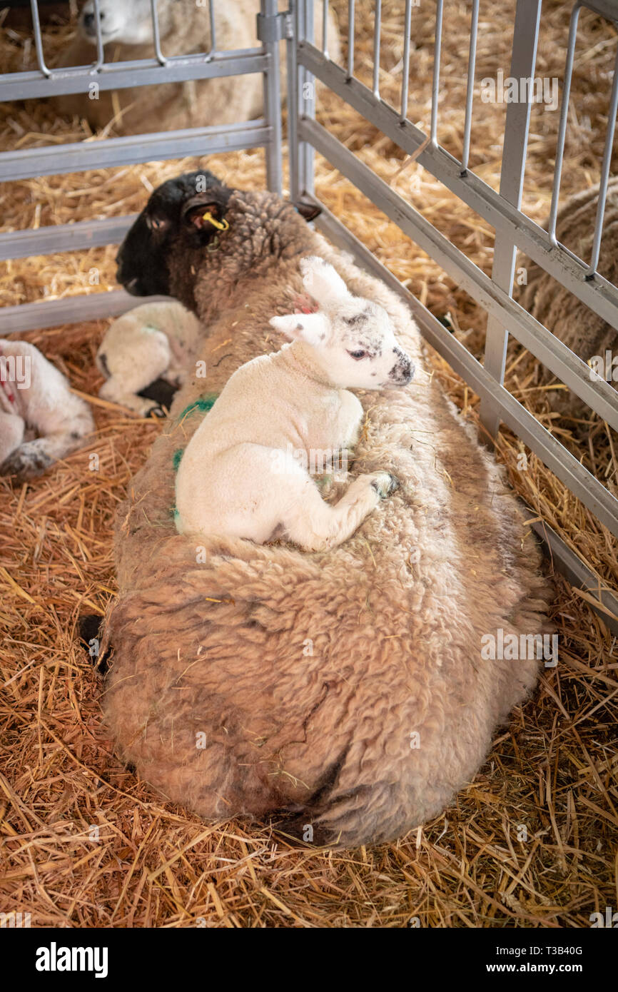 Lambing england hi-res stock photography and images - Alamy