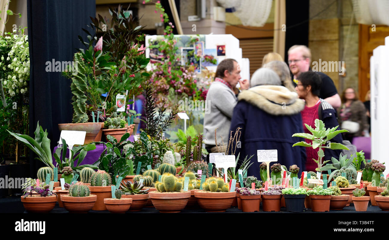 Rhs flower shows hi-res stock photography and images - Alamy