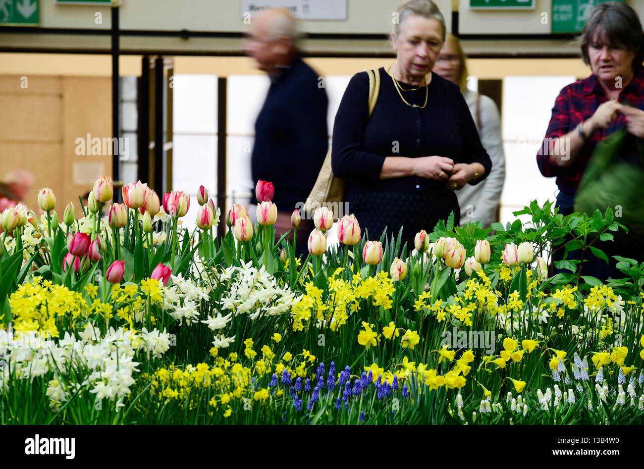 London, UK. 8th April, 2019. The Royal Horticultural Society’s (RHS ...