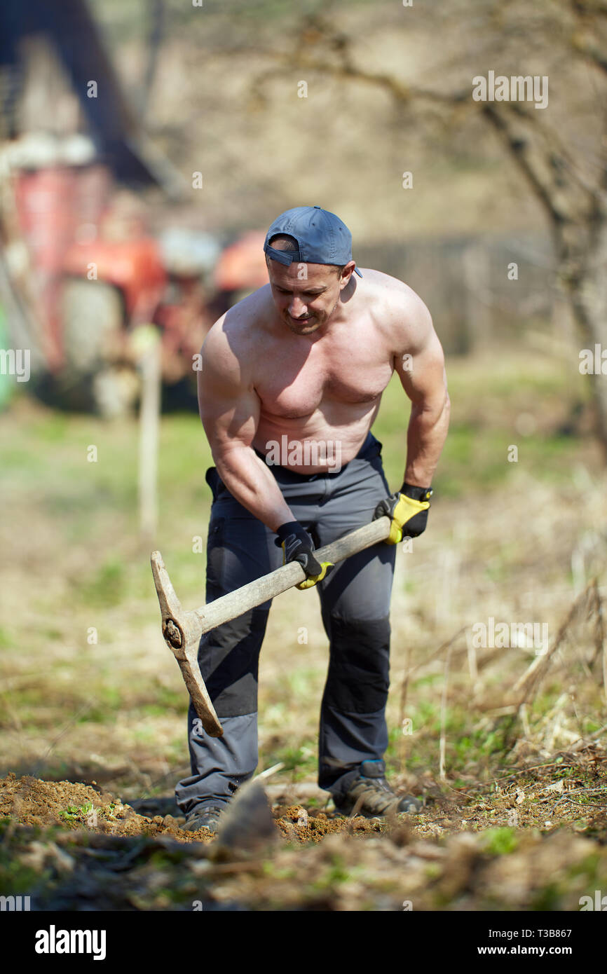 Strong farmer digging a hole with pickaxe to plant a walnut tree Stock ...