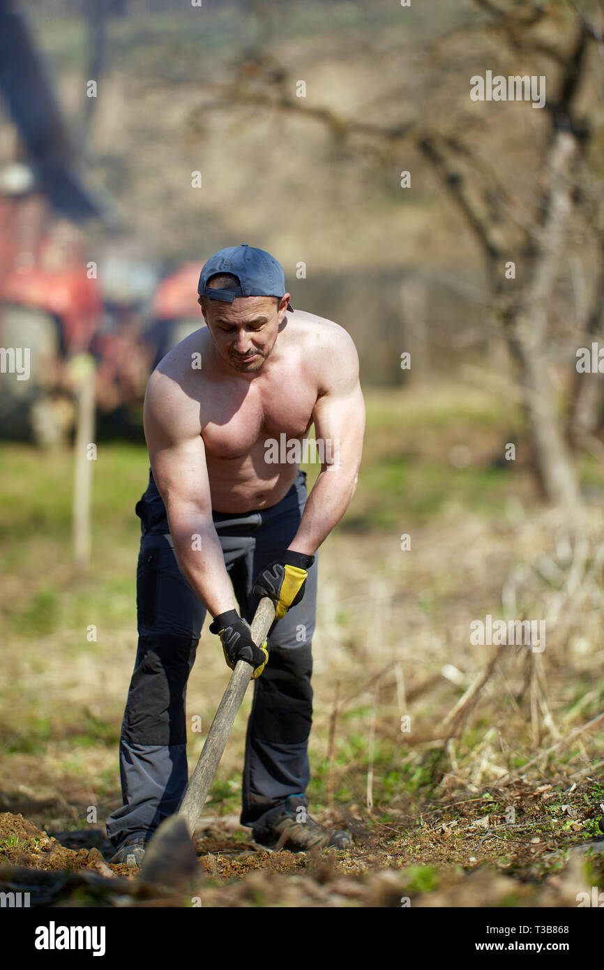 Strong farmer digging a hole with pickaxe to plant a walnut tree Stock ...