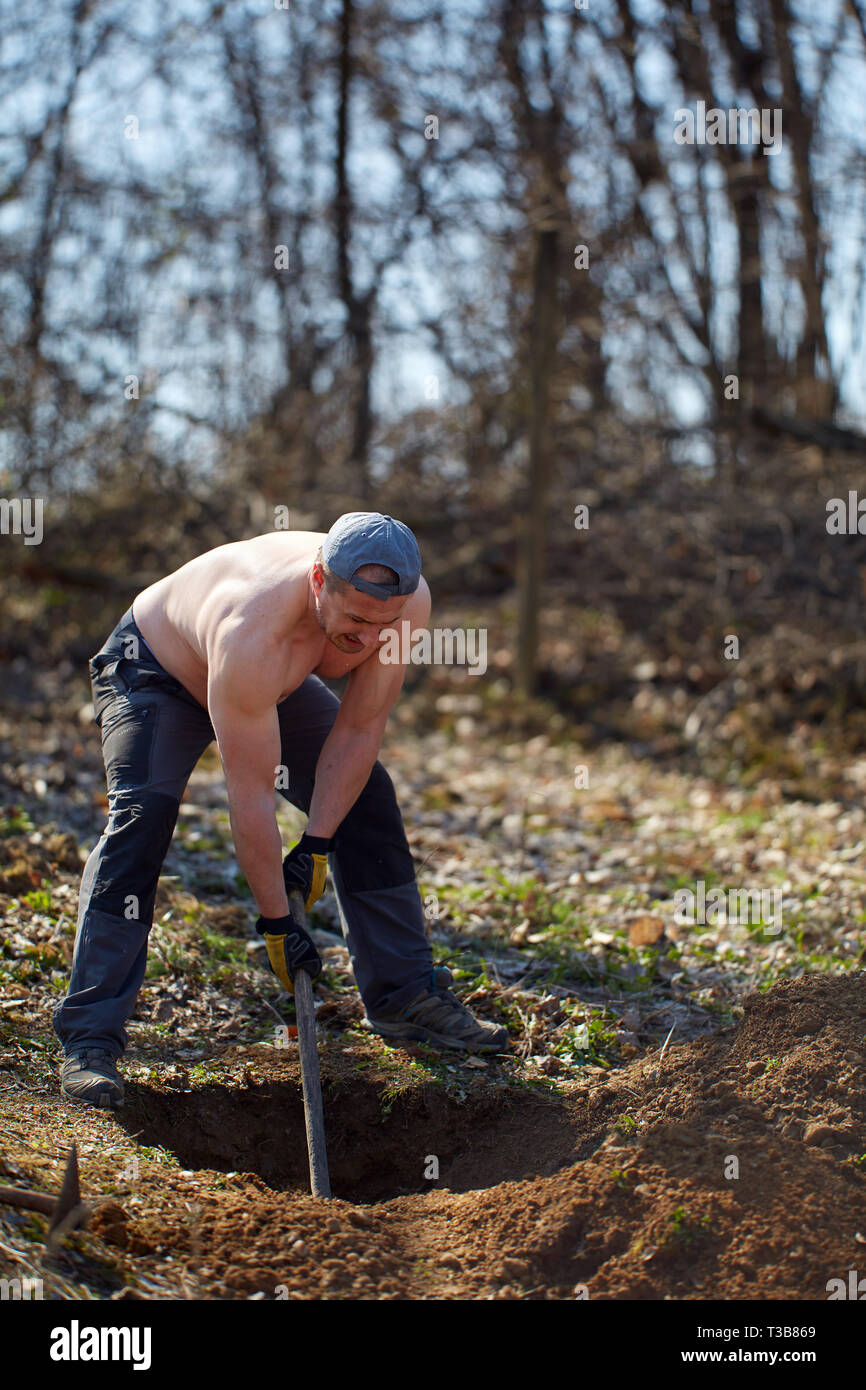 Strong farmer digging a hole with pickaxe to plant a walnut tree Stock ...