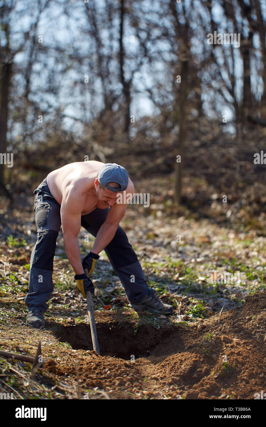 Strong farmer digging a hole with pickaxe to plant a walnut tree Stock ...