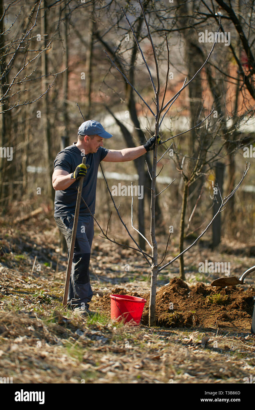 Walnut tree plantation in spring hi-res stock photography and images ...