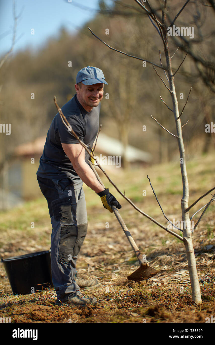 Farmer planting a walnut tree in his orchard Stock Photo - Alamy