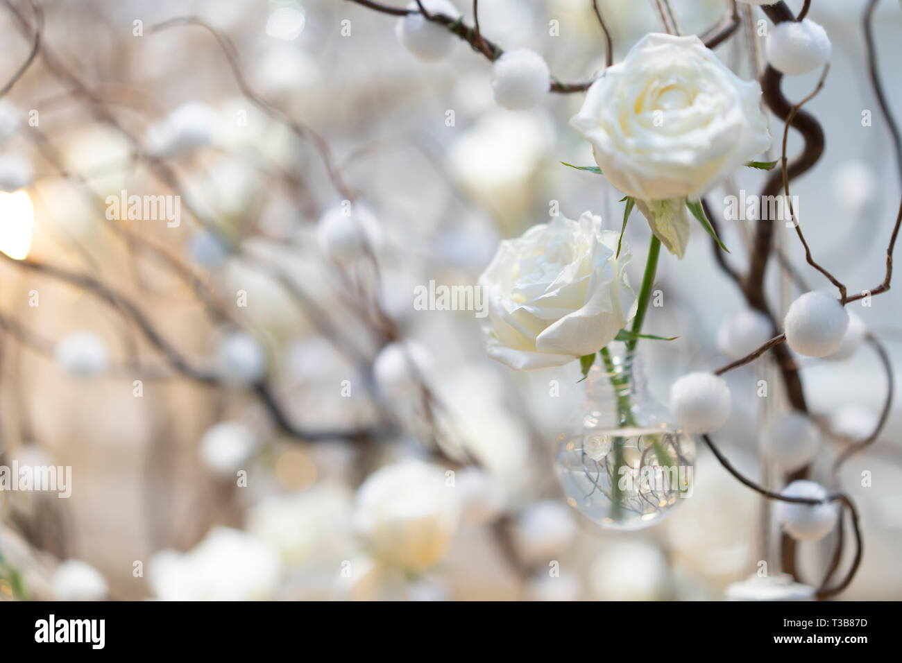 White rose background and backdrop in the decoration cozy branch and ...