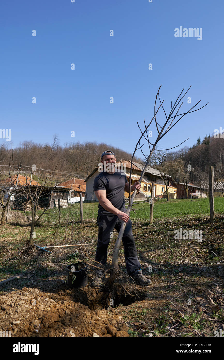 Farmer planting a walnut tree in his orchard Stock Photo - Alamy