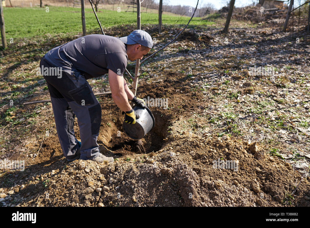Farmer planting a walnut tree in his orchard Stock Photo - Alamy