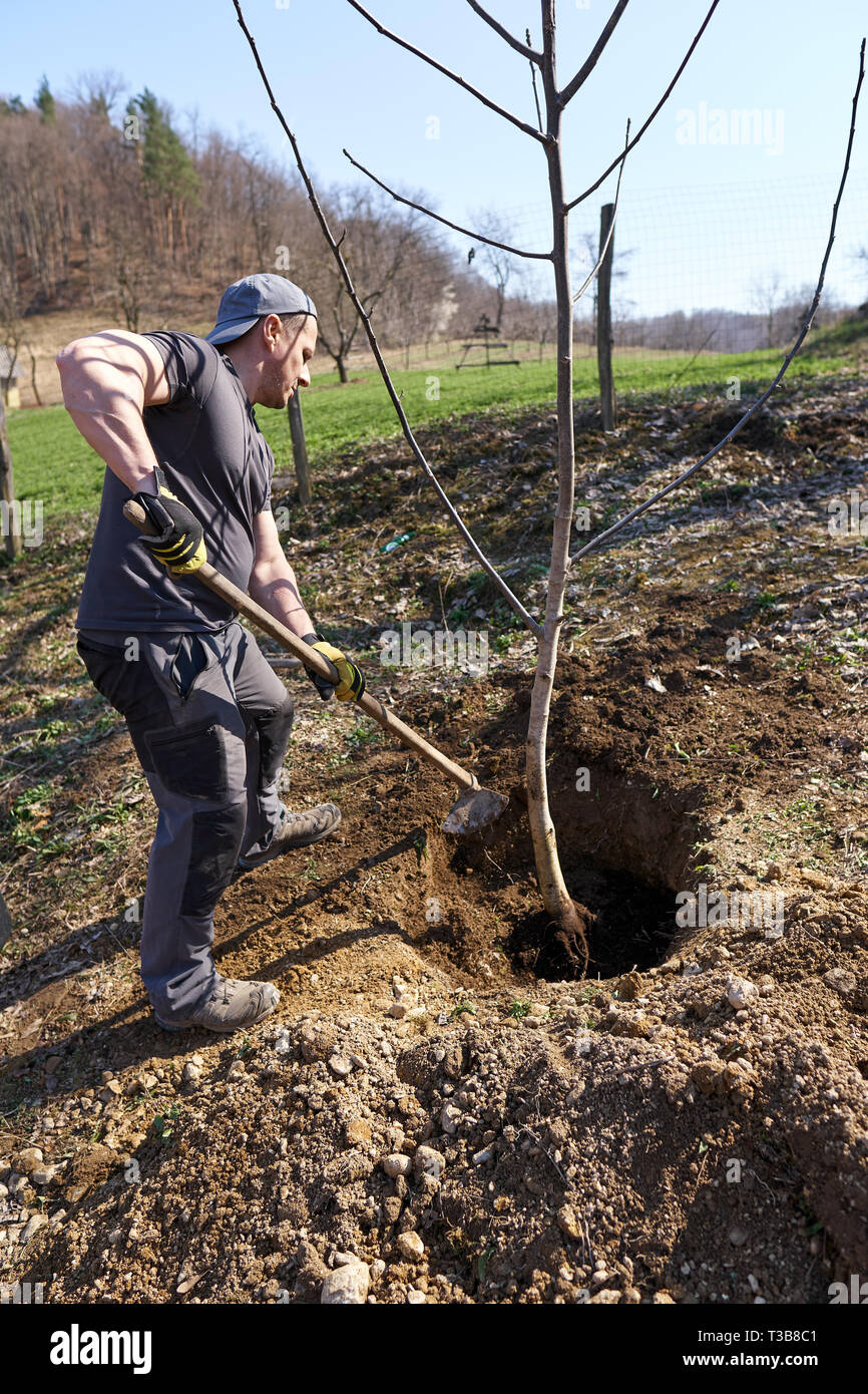 Farmer planting a walnut tree in his orchard Stock Photo - Alamy