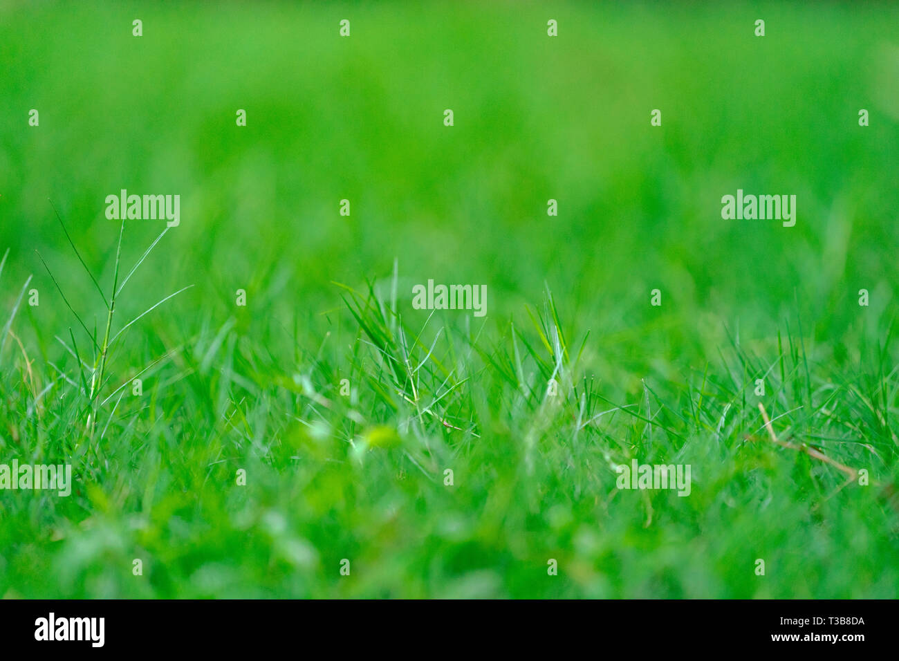 close up grass field in the garden with blur background Stock Photo - Alamy