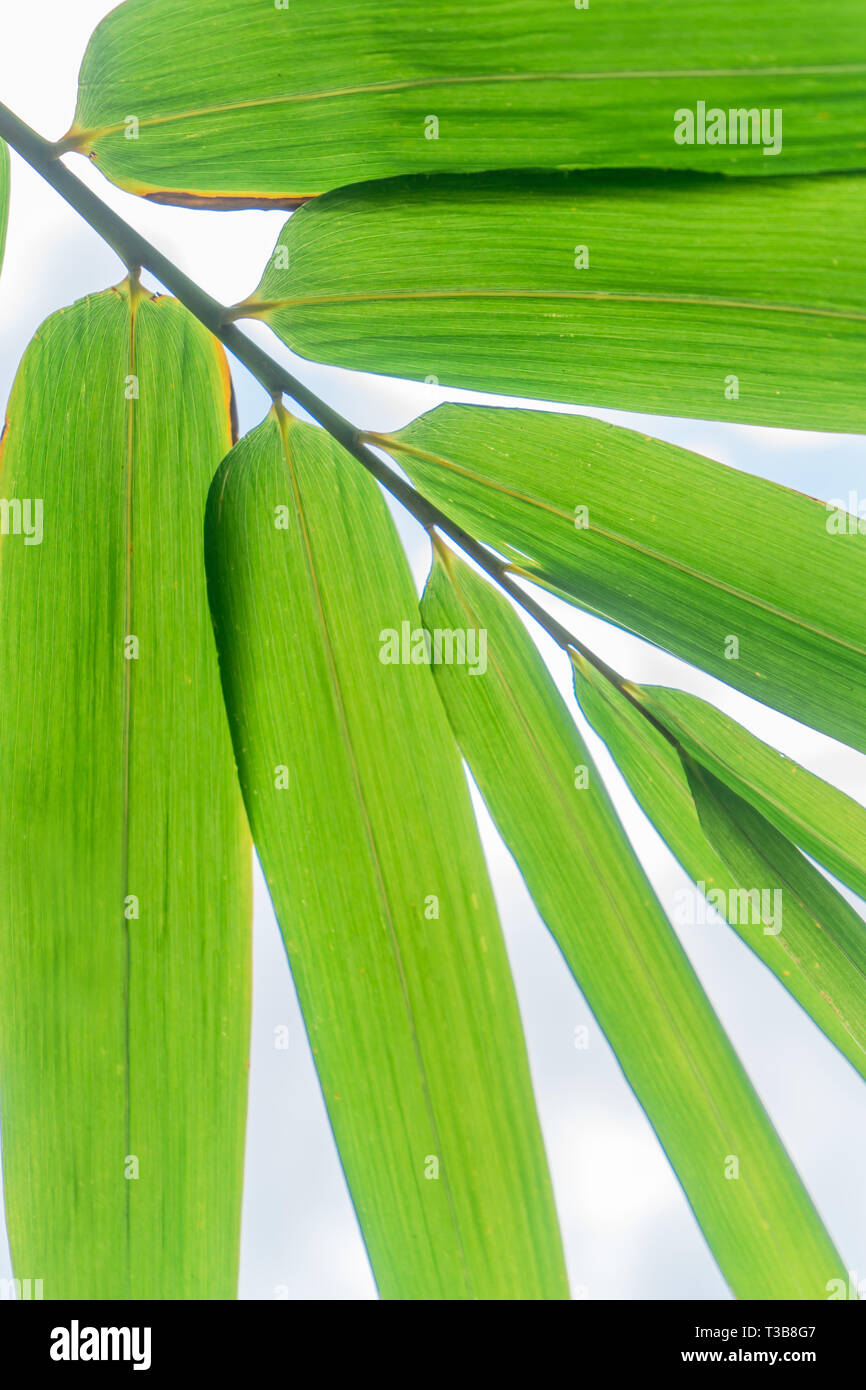 nature cleary green leaf hilight for any background Stock Photo - Alamy