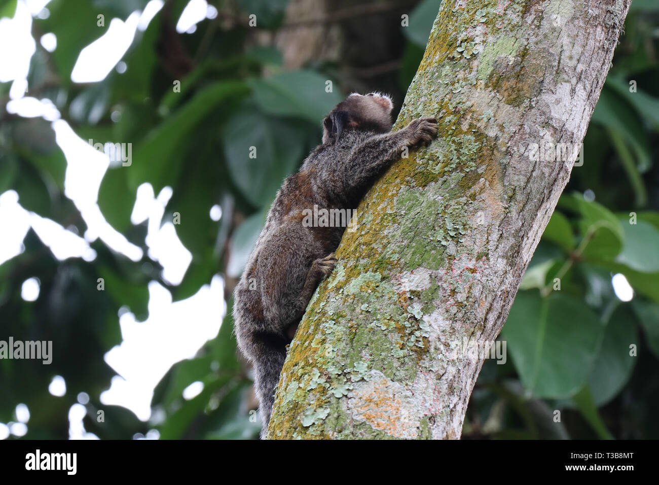 Animal de rio hi-res stock photography and images - Alamy